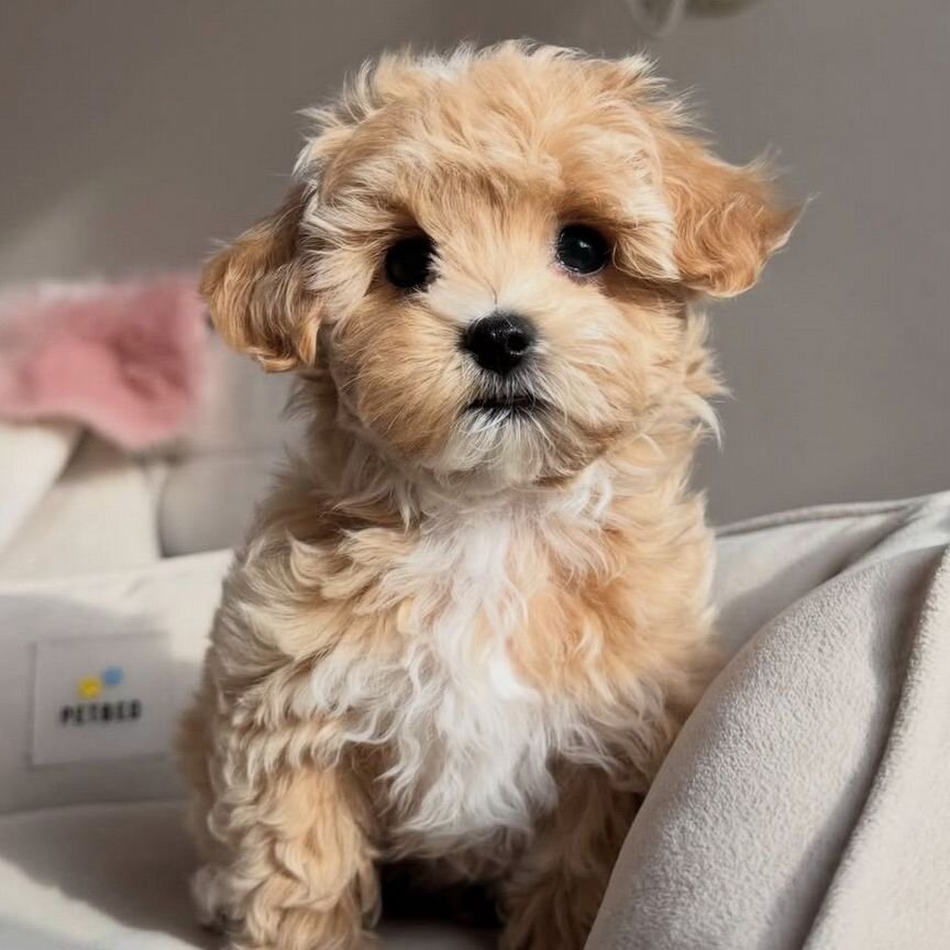 Мальтипу, щенок