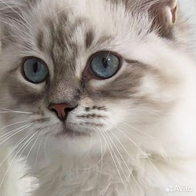 Невская маскарадная шикарный котик 4 м-ца