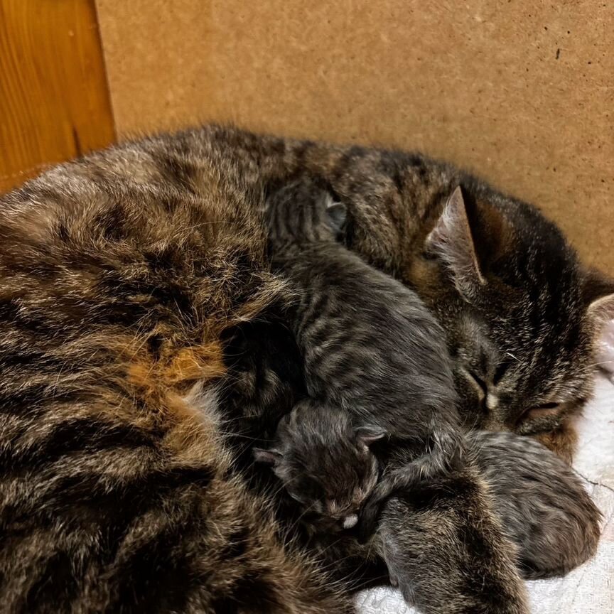 Котята в добрые руки бесплатно