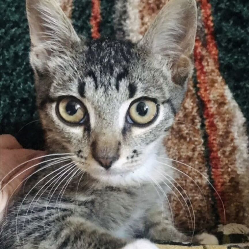 Маленький тигр