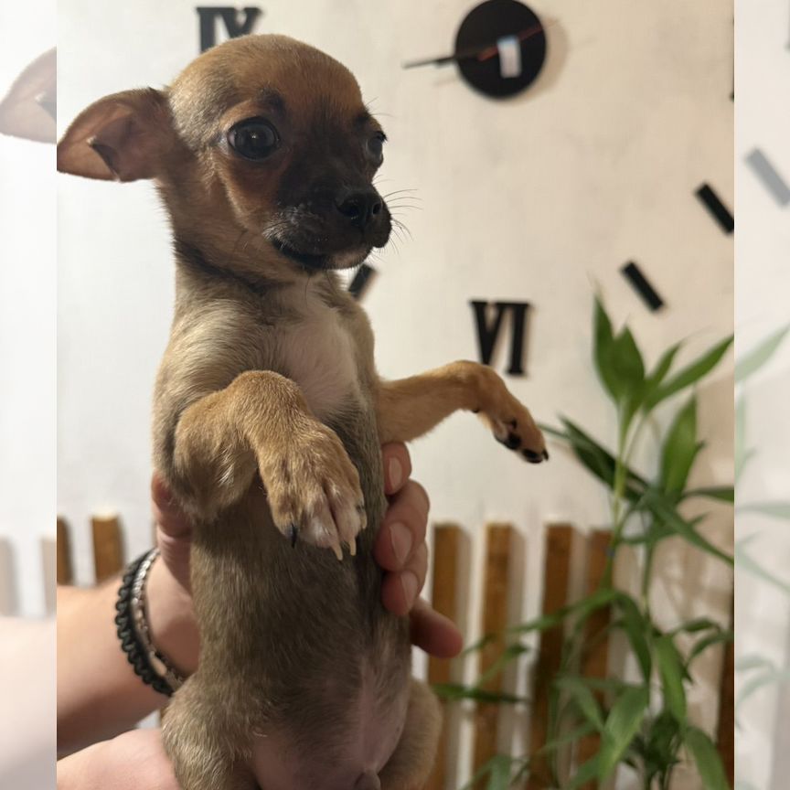 Чихуахуа, щенок