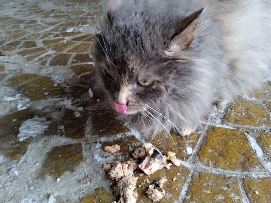 Кошка. Маша. Обнинск Стерил. гоняют все. В добрые