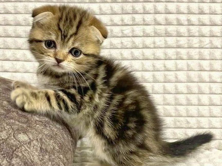 Шотландские вислоухие и прямоухие котята