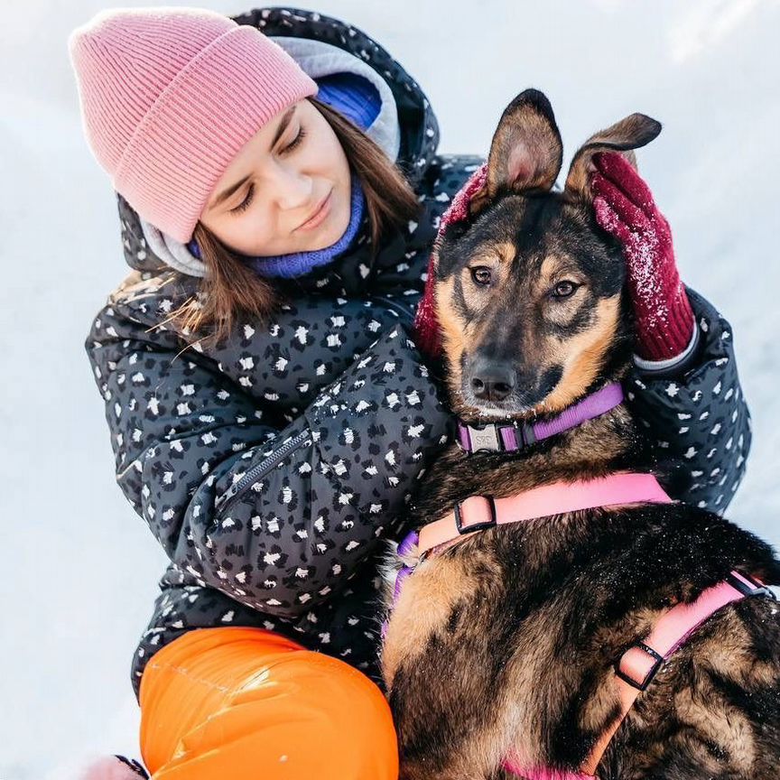 Собака в добрые руки