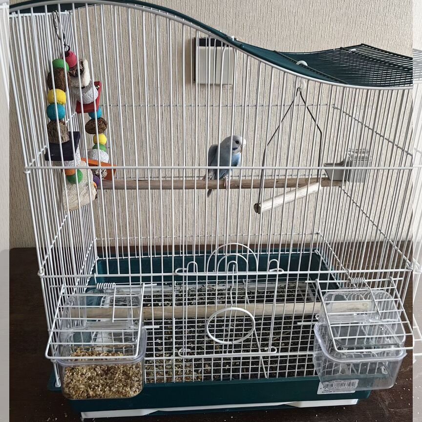 Волнистый попугай с клеткой