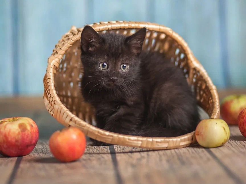 Чудесная черная котенок девочка ищет семью