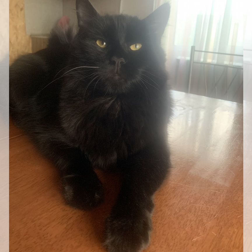 Черный мэйн кун бесплатно