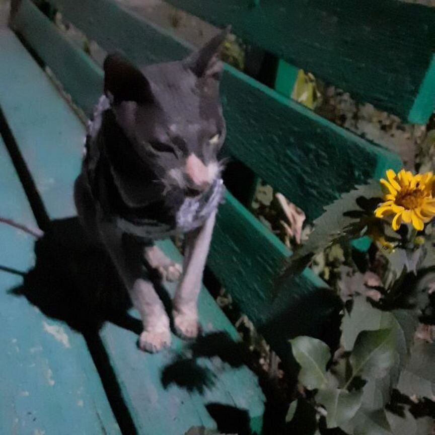 Коты сфинксы