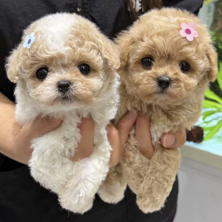 Мальтипу, щенок