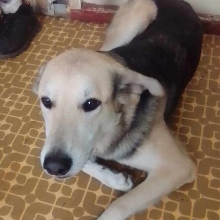 Отдам бесплатно молодого кобеля