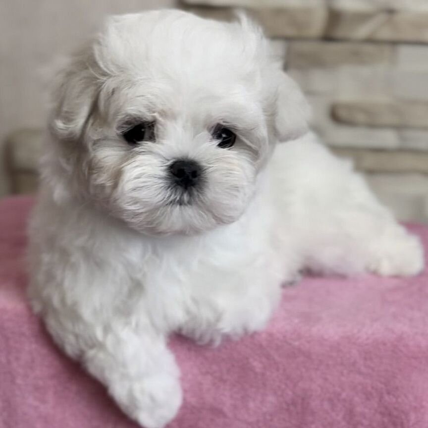 Мальтийская болонка, щенок