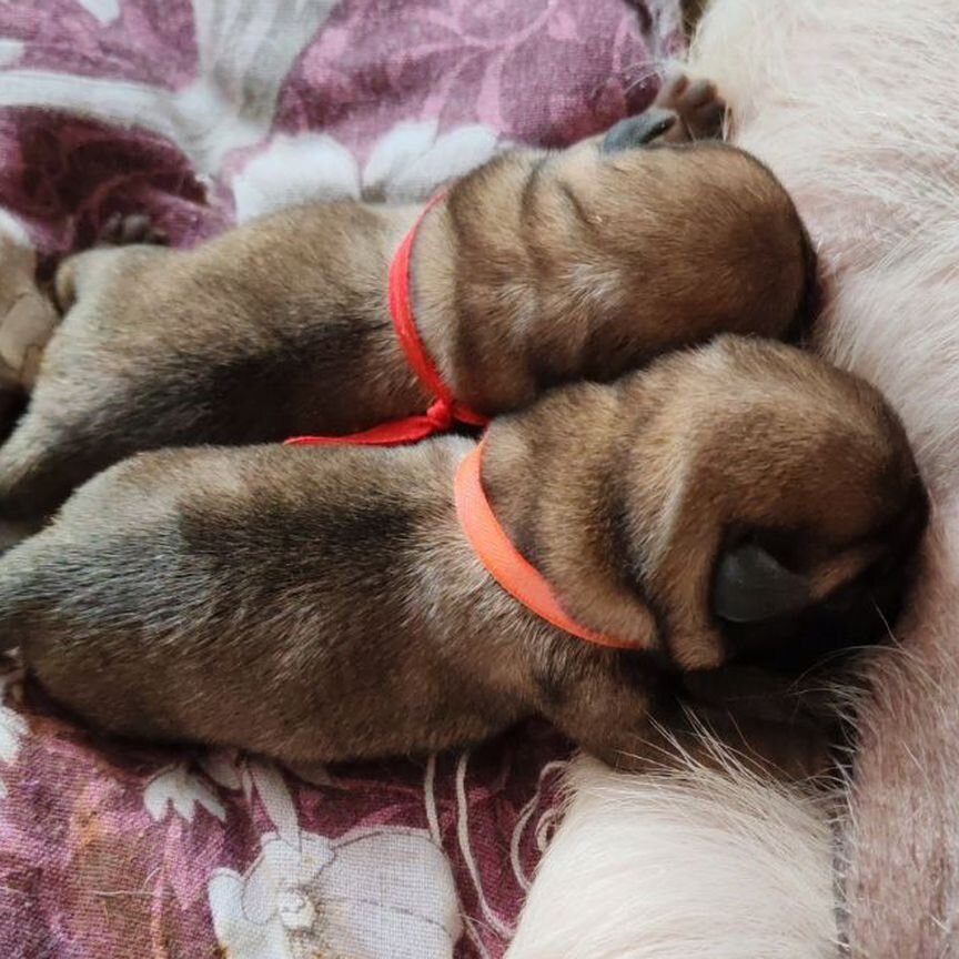 Щенки мопса