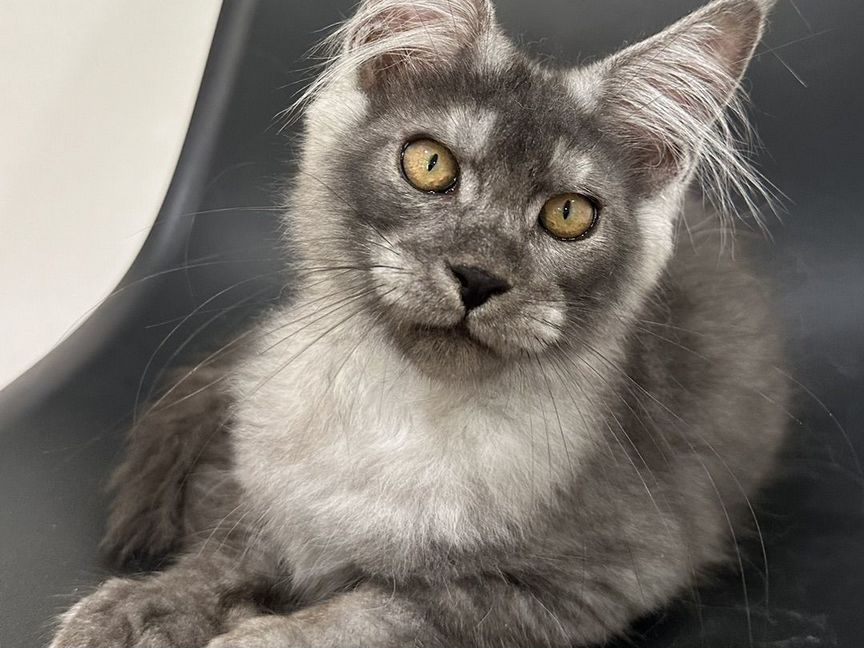 Котик мейн-кун