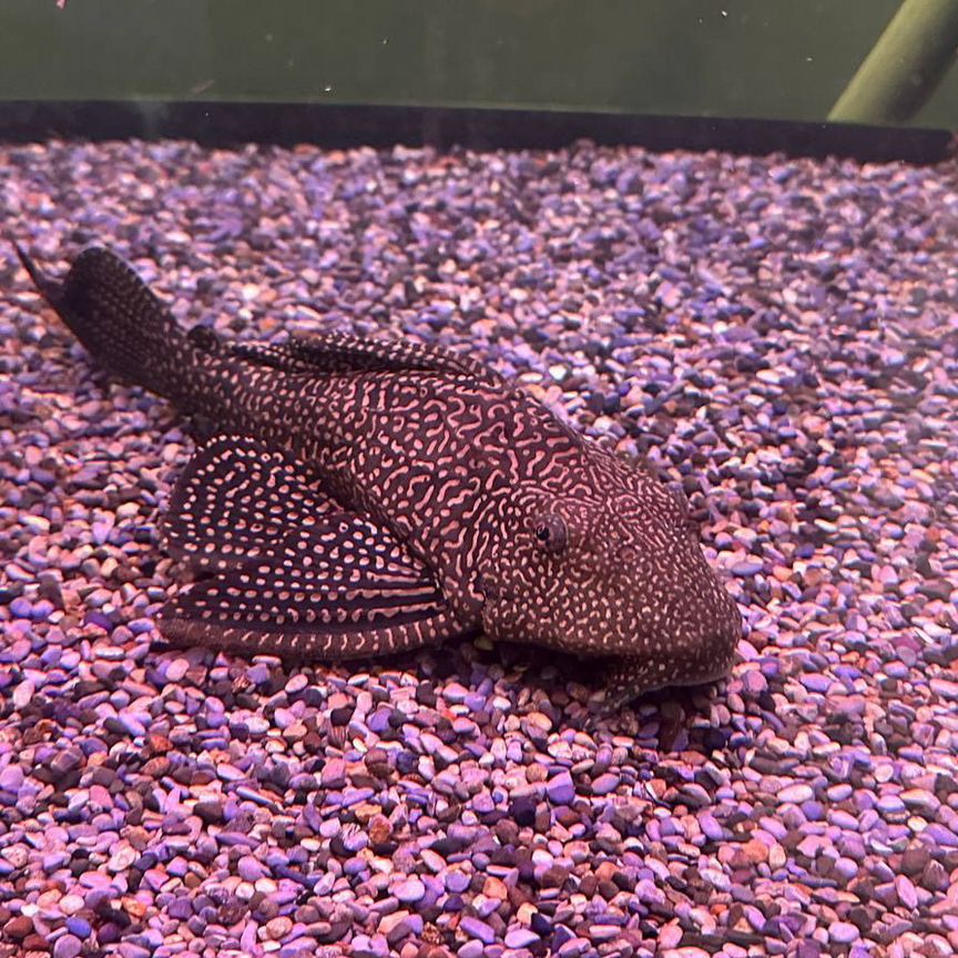 Аквариумные рыбки