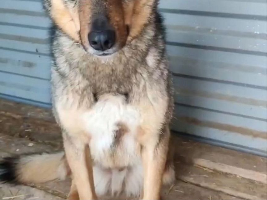 Мартин - остался без хозяина