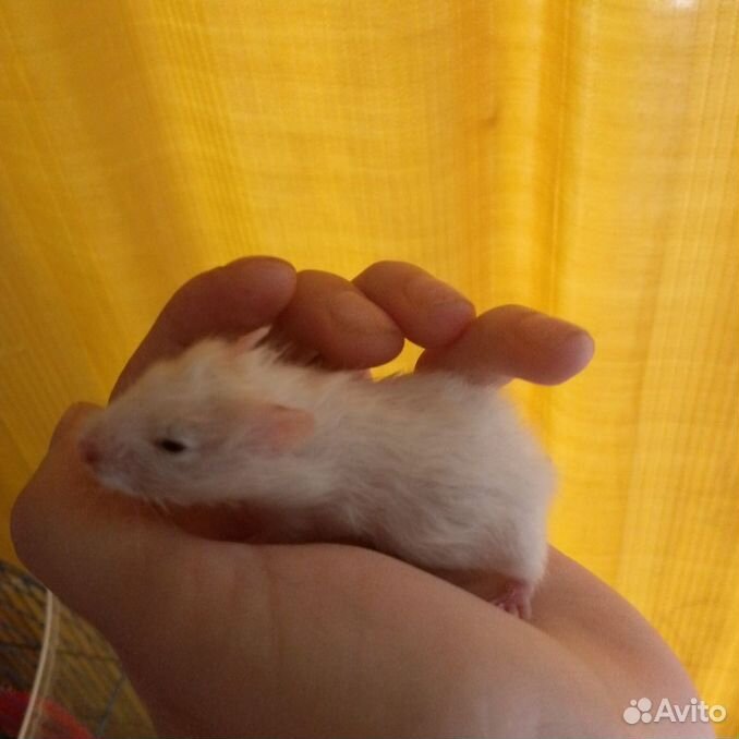 Сибирский хомяк