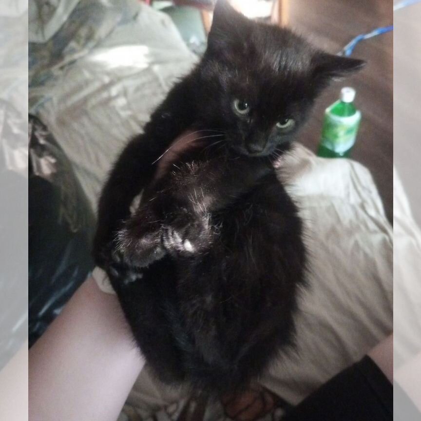 Котята отдам в добрые руки бесплатно