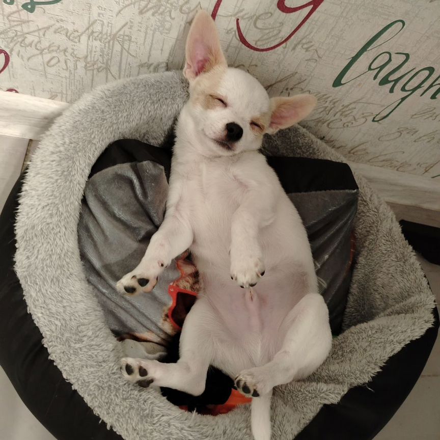 Собака Чихуахуа мини