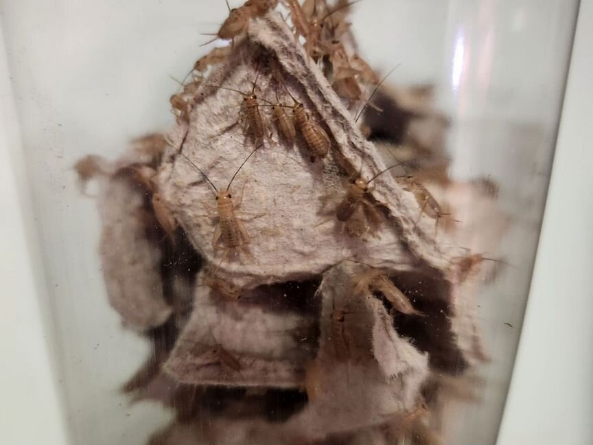 Сверчковая пыль