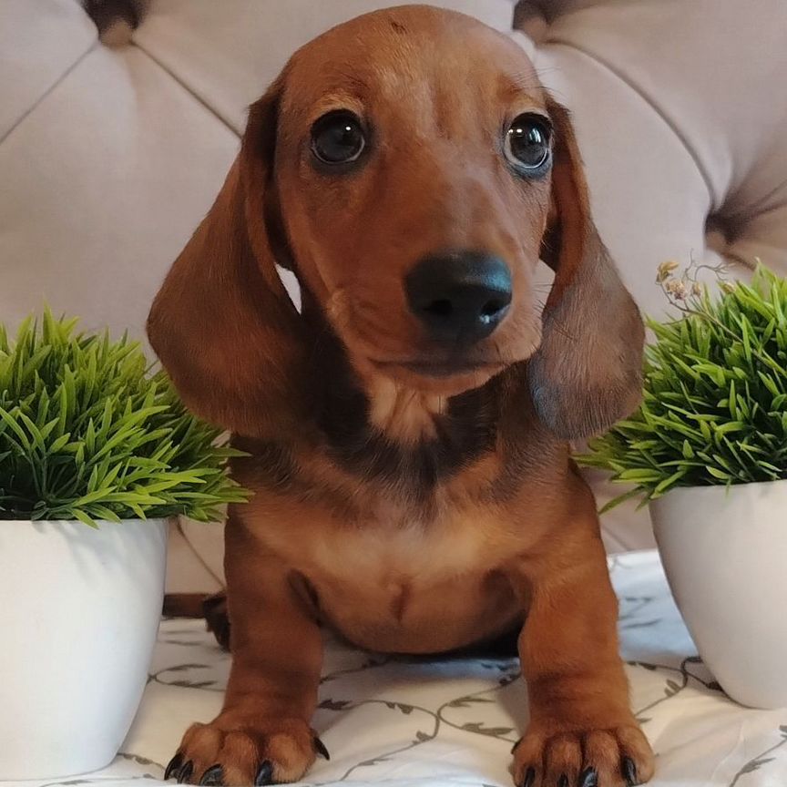 Карликовая такса, щенок