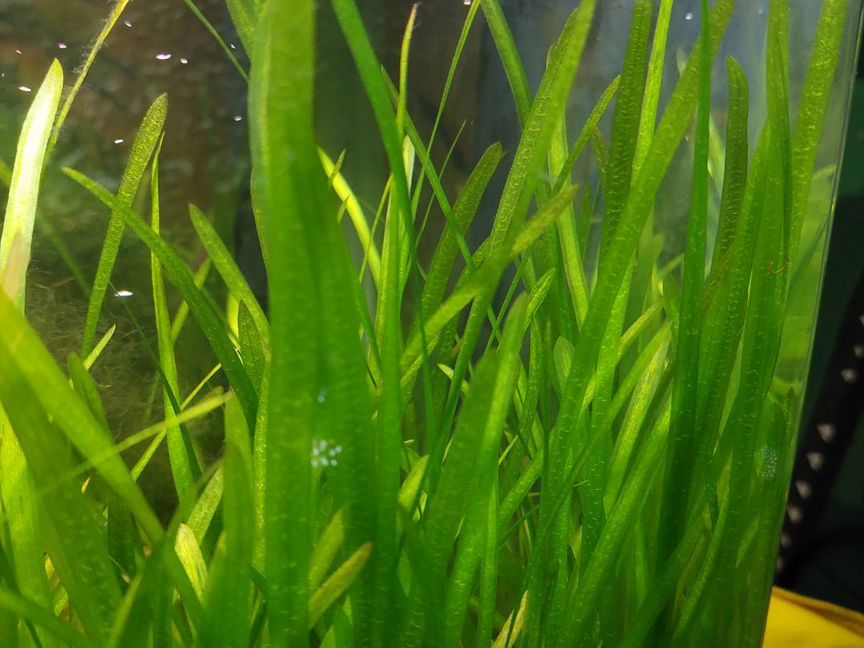 Валиснерия