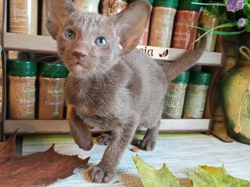 Ориентальные котята
