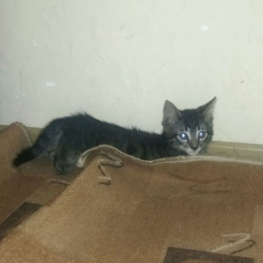 Котята отдадим в добрые руки