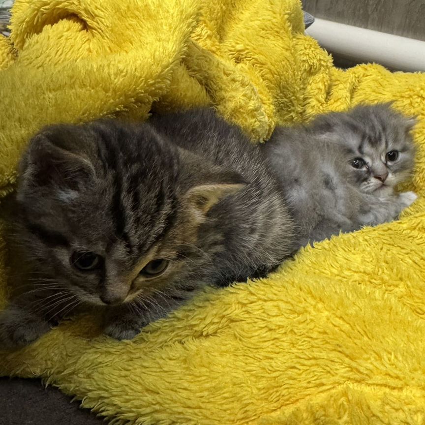 Шотландский вислоухий короткошёрстный котёнок