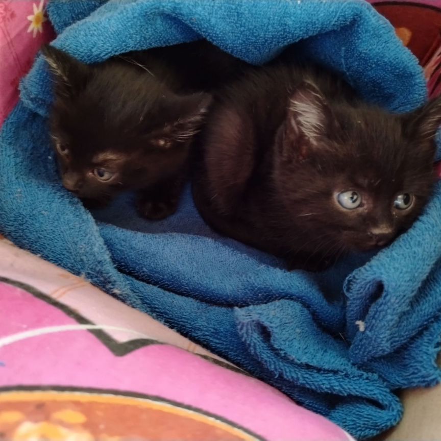 Котята в добрые руки бесплатно мальчик