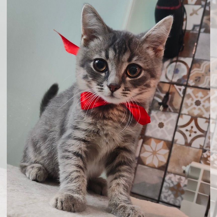 Котянок в добрые руки бесплатно