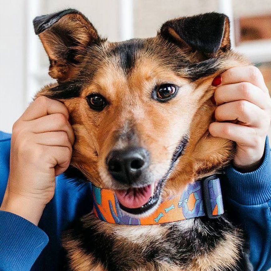 Взрослый пёс в добрые руки