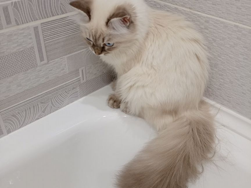 Кошечка невская маскарадная