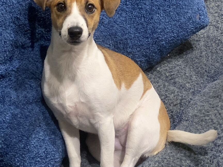 Джек Рассел терьер девочка