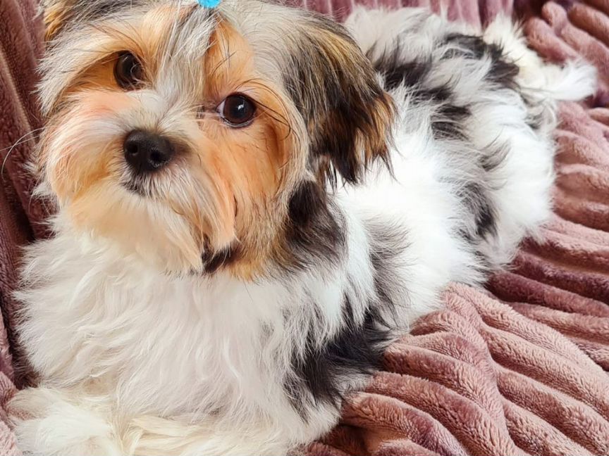 Щенок бивер йорка, мальчик