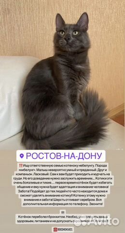 Пушистый котенок нибелунг в добрые руки