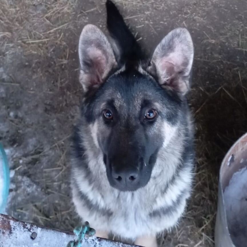 Немецкая овчарка, щенок