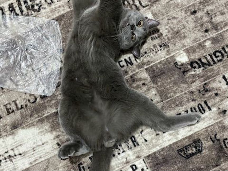 Шотландский кот вязка