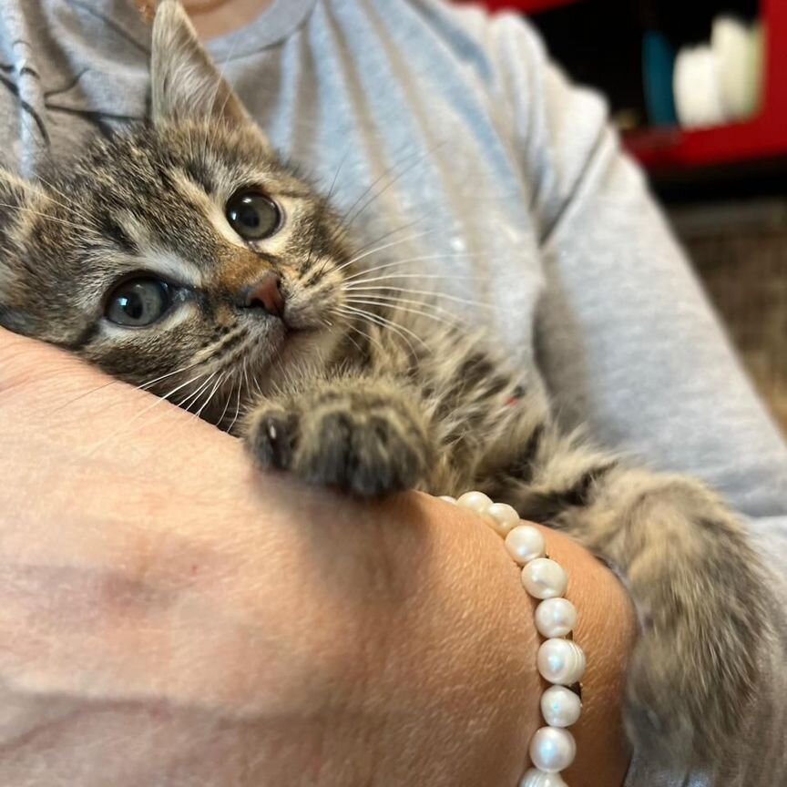 Малышка, 1,5 мес