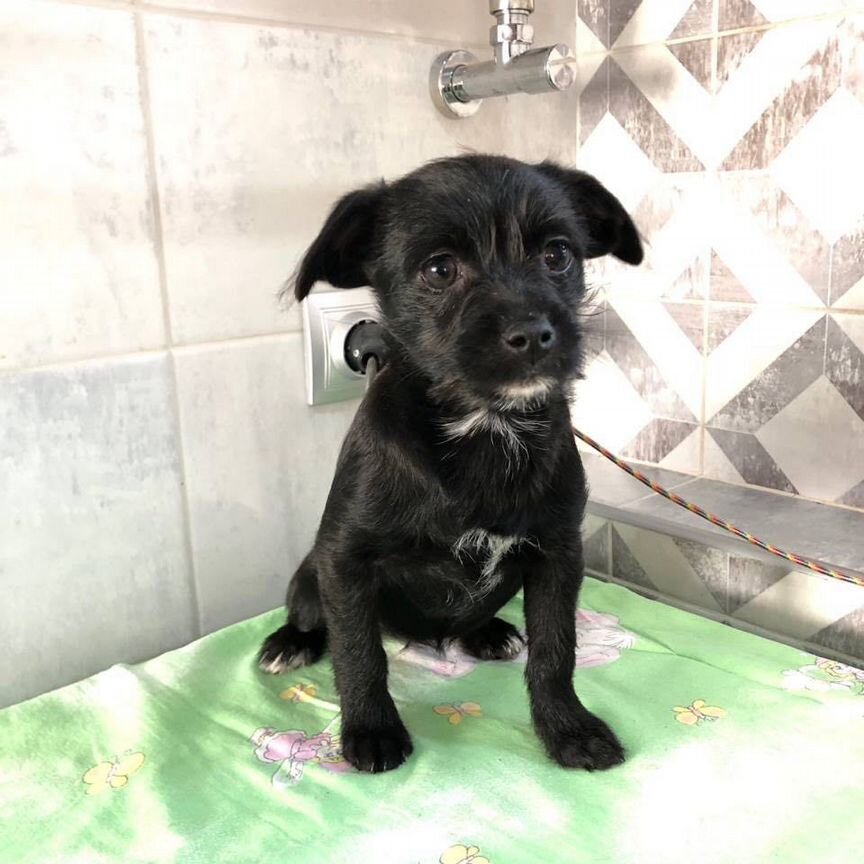 Кнопа щенок от маленькой собачки