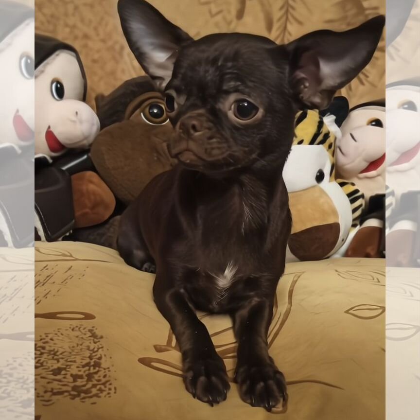 Чихуахуа, щенок