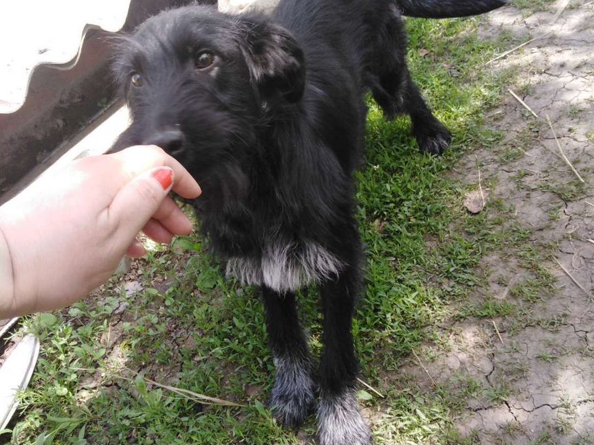 Собака в добрые руки. Порода дратхаар