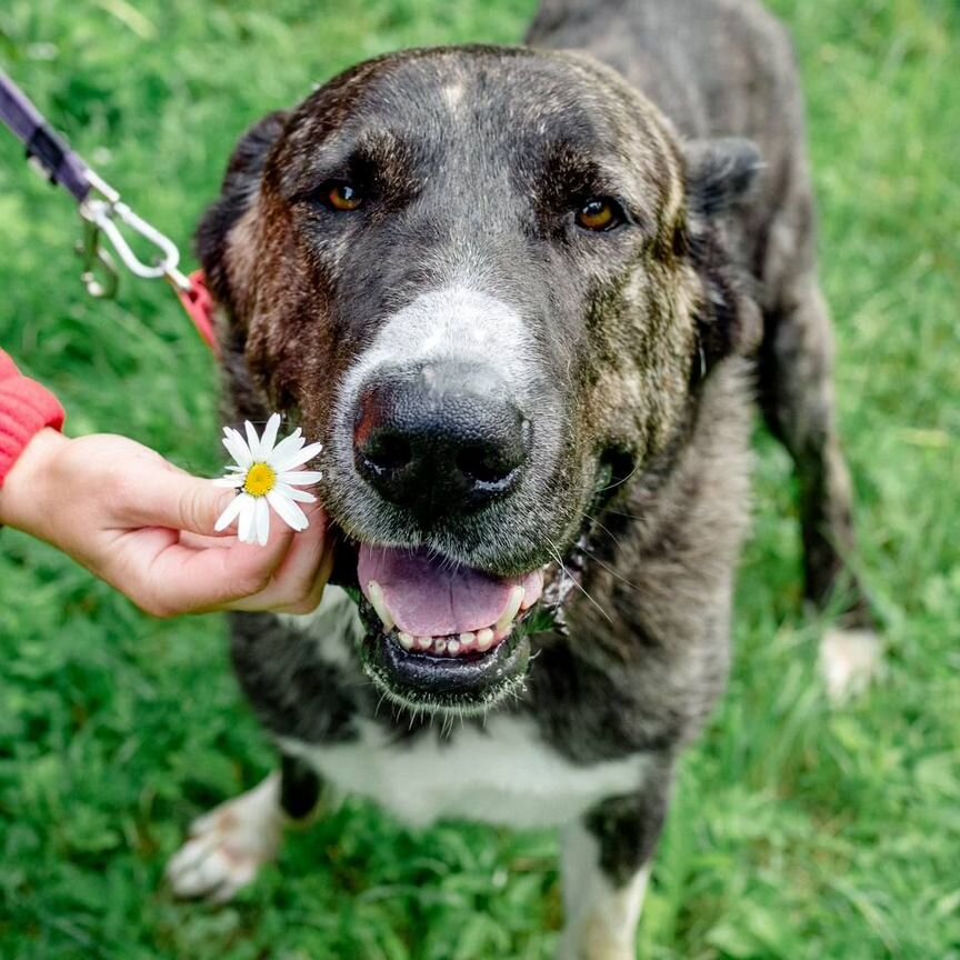 Волкодав в поисках дома