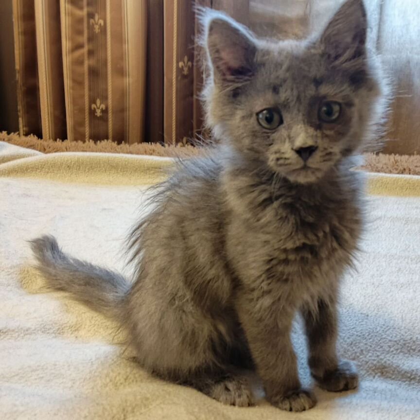 Отдам котенка в добрые руки
