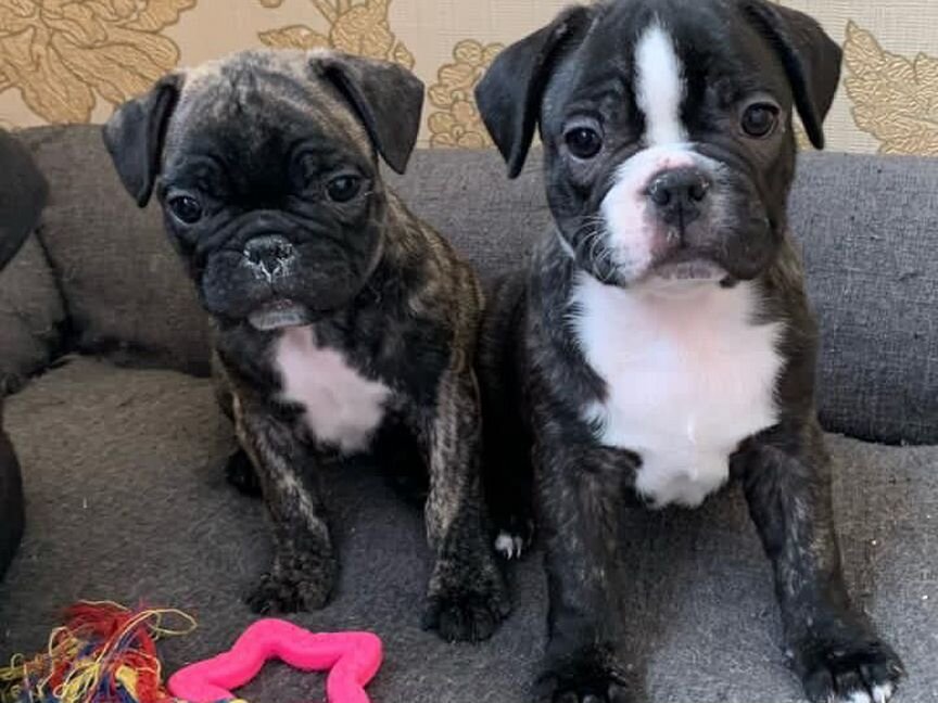 Французский бульдог щенки