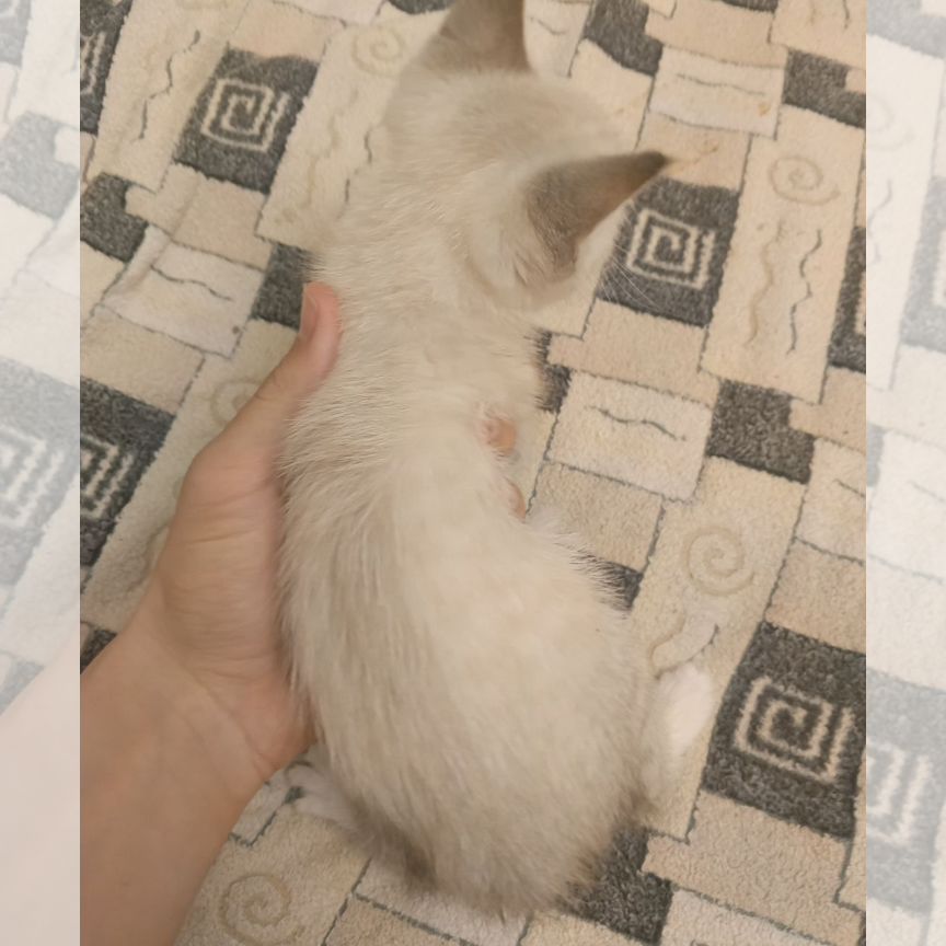 Отдам котёнка в добрые руки
