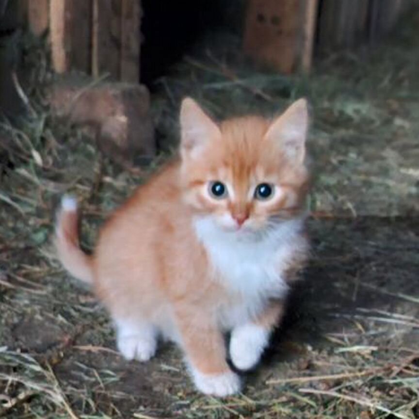 Котята в добрые руки
