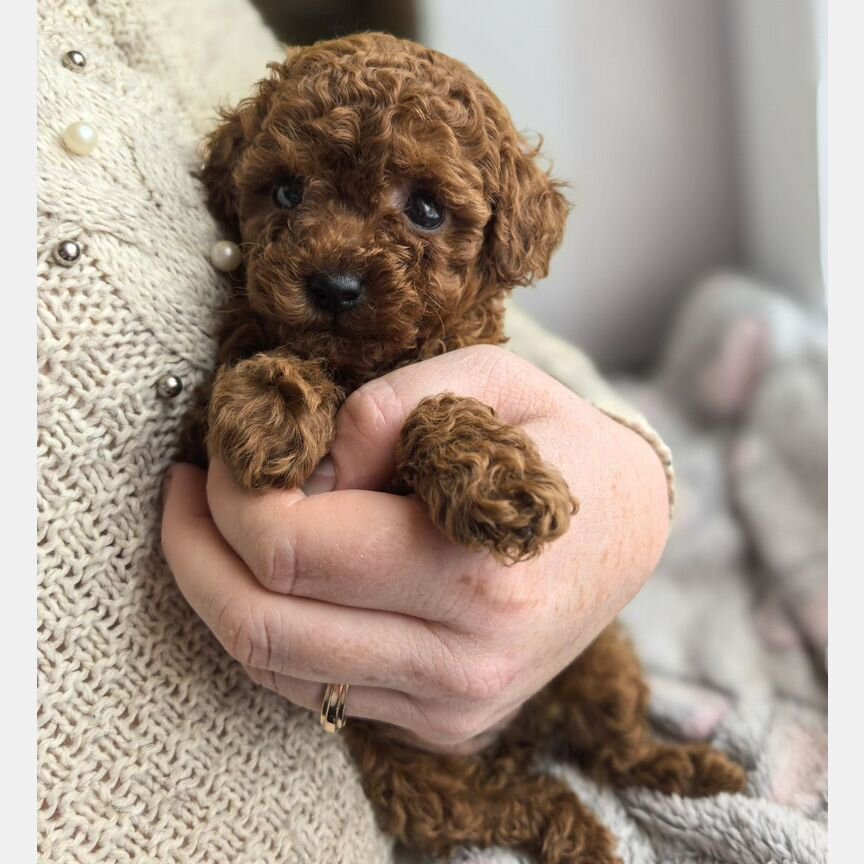 Той-пудель мини девочка