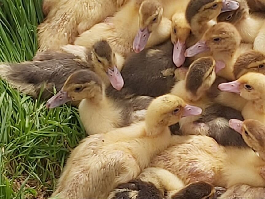 Мускусные утята индоутки