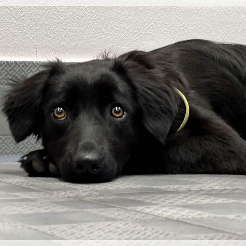 Взрослая собака в добрые руки