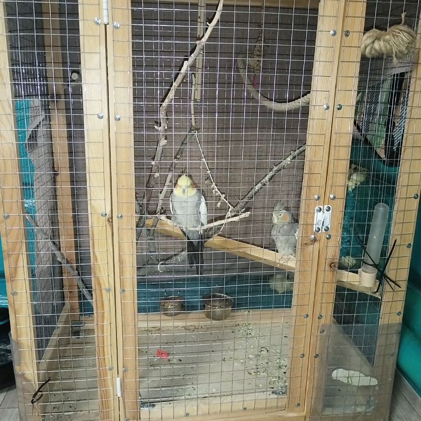 Попугай карела